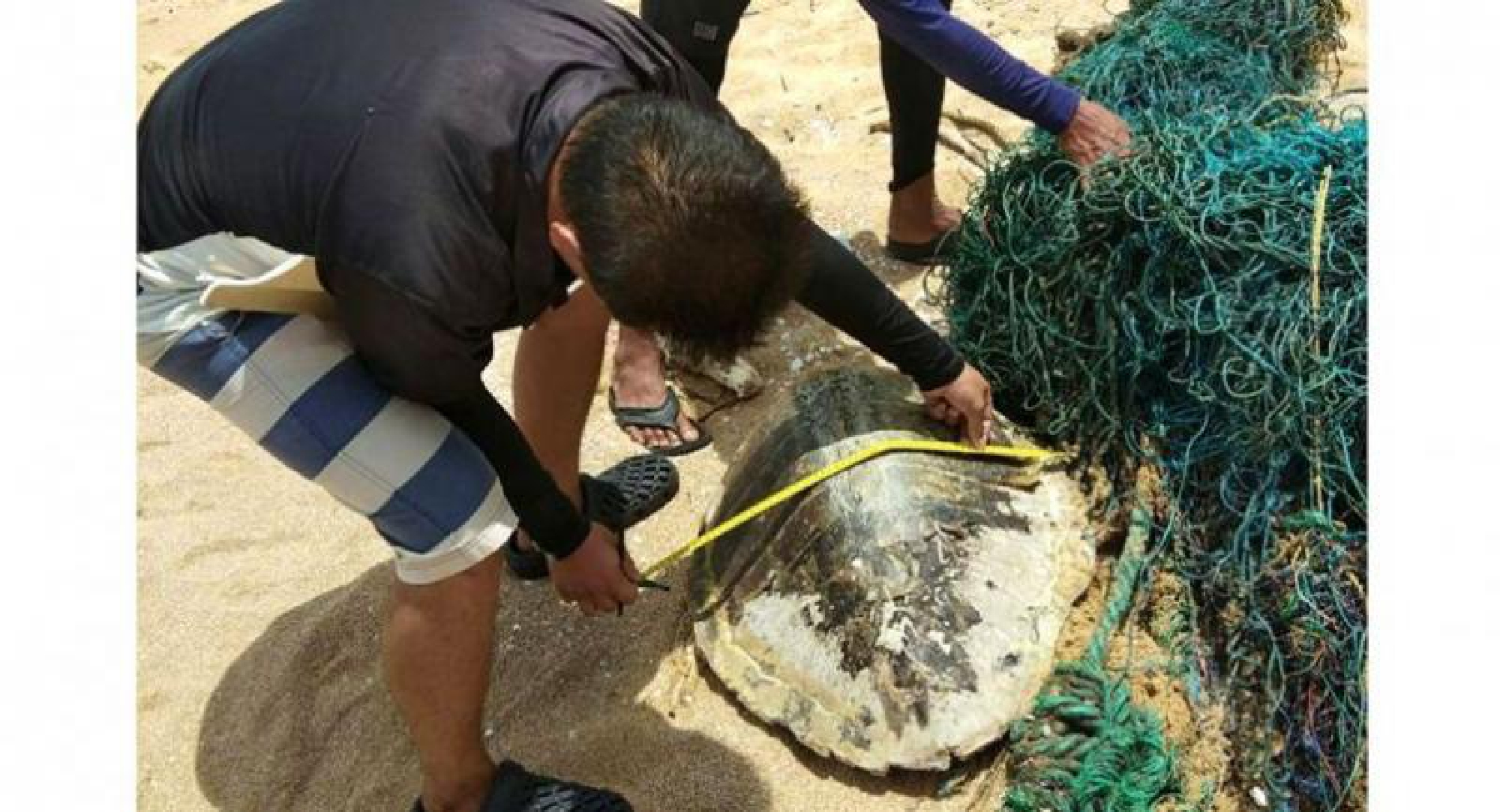 Sea turtle trapped in net on Phuket beach