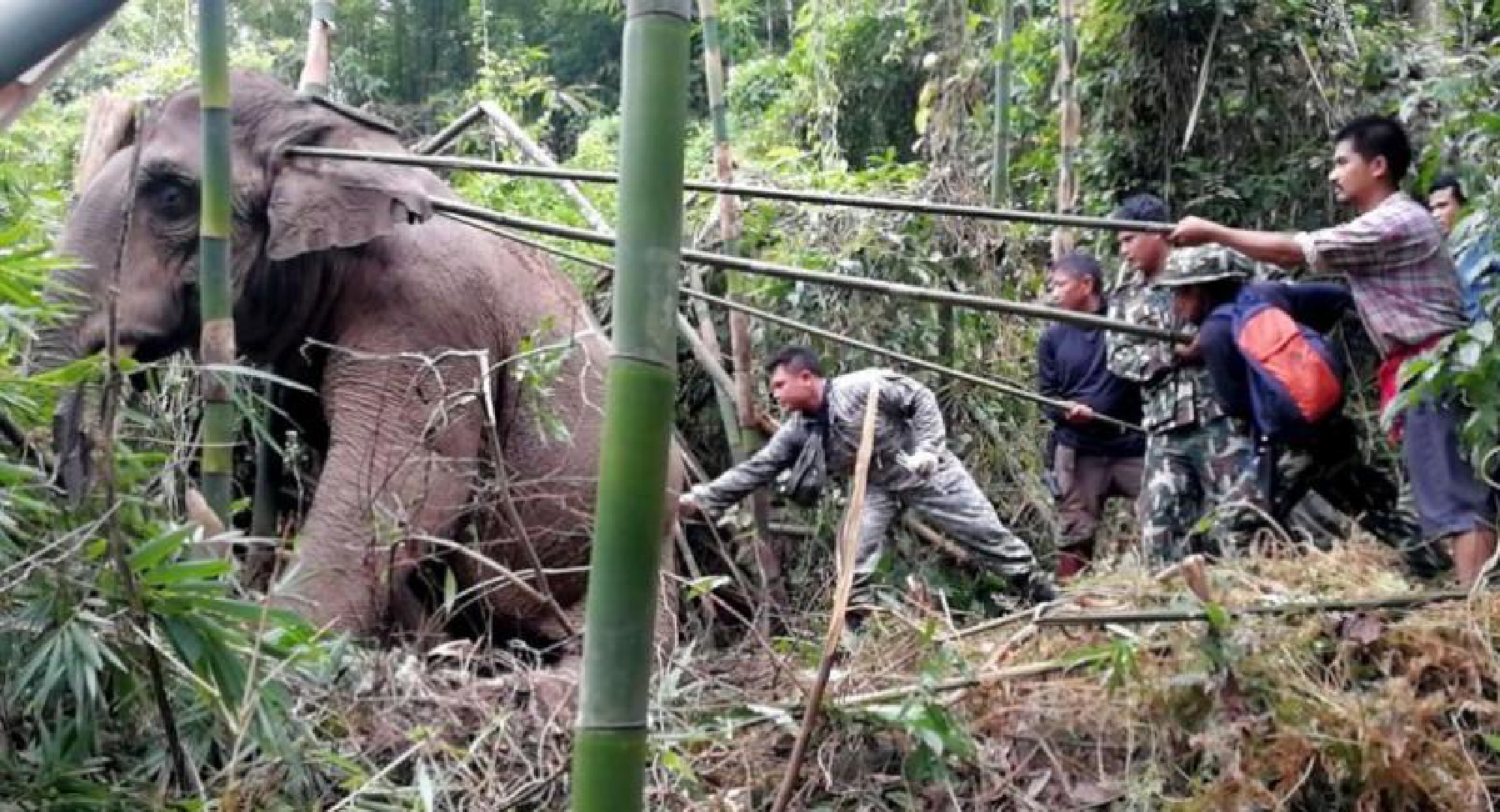 A wounded elephant captured for treatment