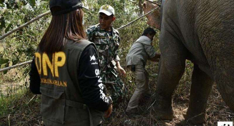 Elephants collared in move to reduce conflicts with humans