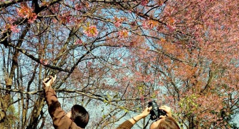 Tourists flock to Nan to see cherry tree blossoms