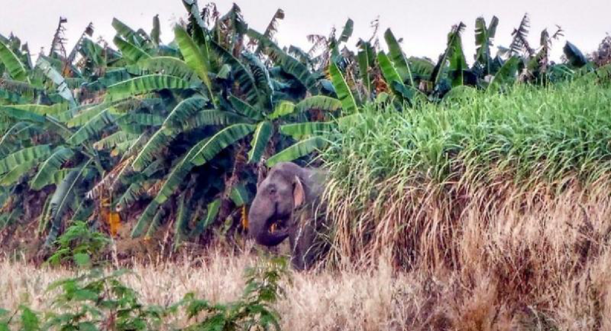 Farmers’ joy: elephant damage now covered