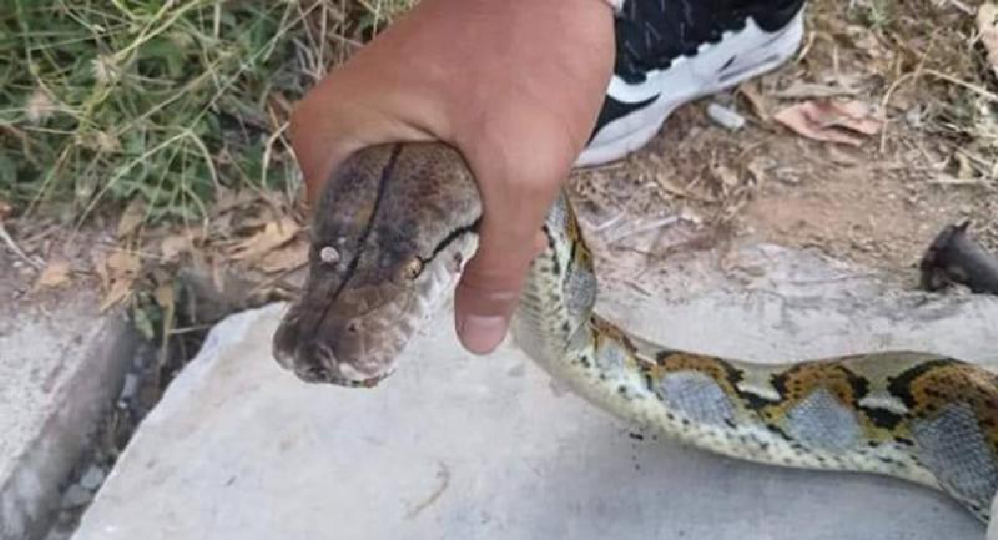 Python stuck in water drain rescued in Phuket