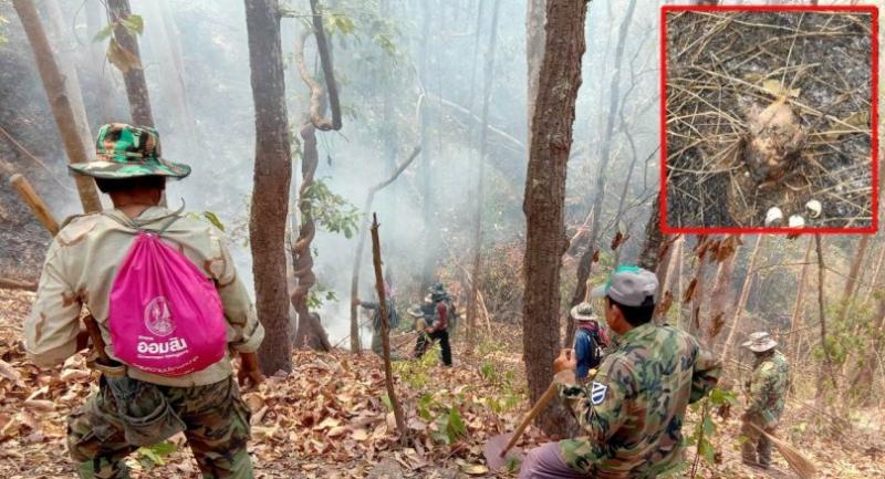 Peacock dies in forest fire