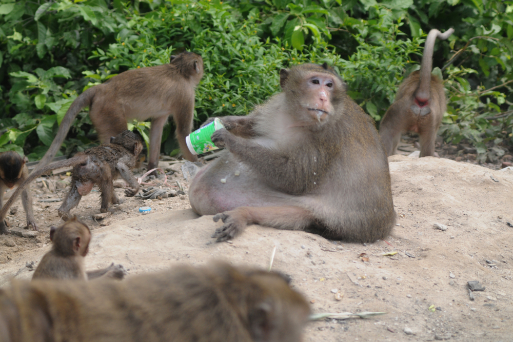 Uncle Fatty is back in the wild – and on a diet