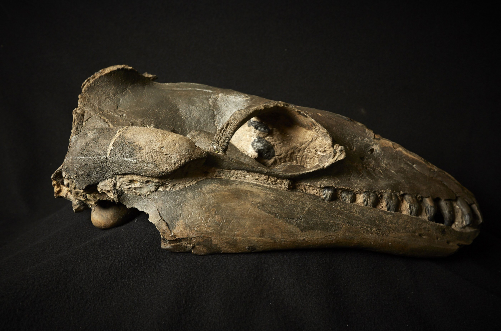 Ancient whales were predators not gentle giants - scientists