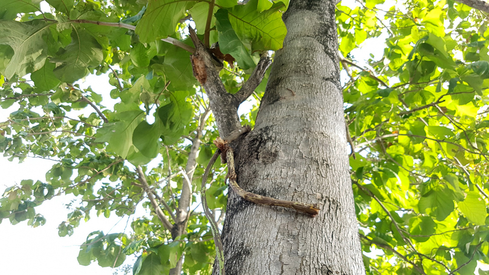 Man hanging from tree vine saved in Chon Buri