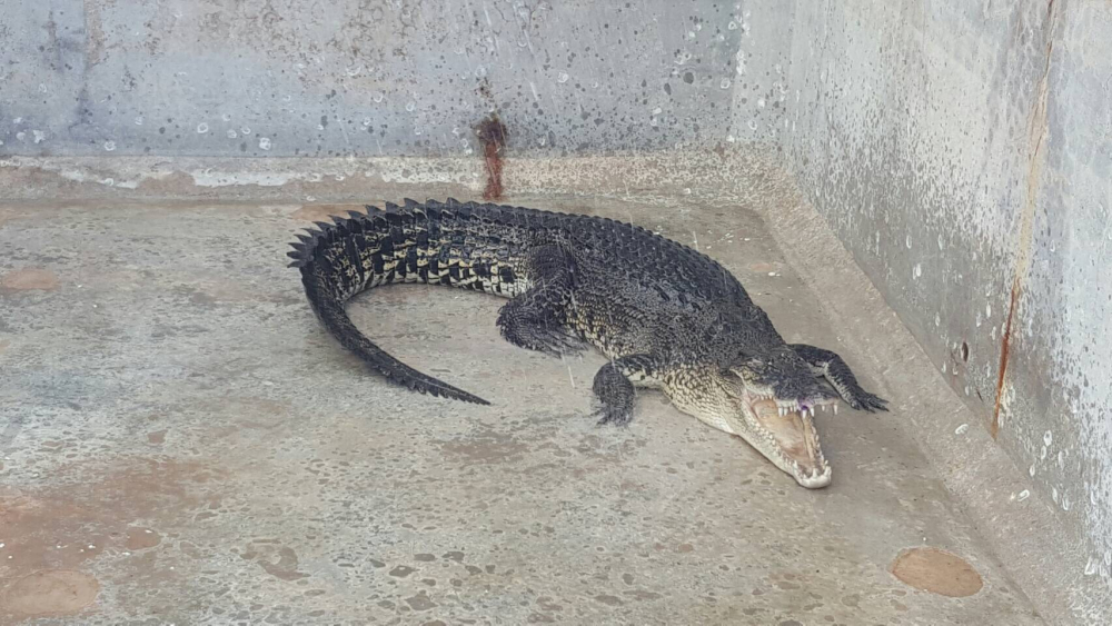 Lay Pang to be raised at Phuket Zoo after tests show it is an ‘alien ...