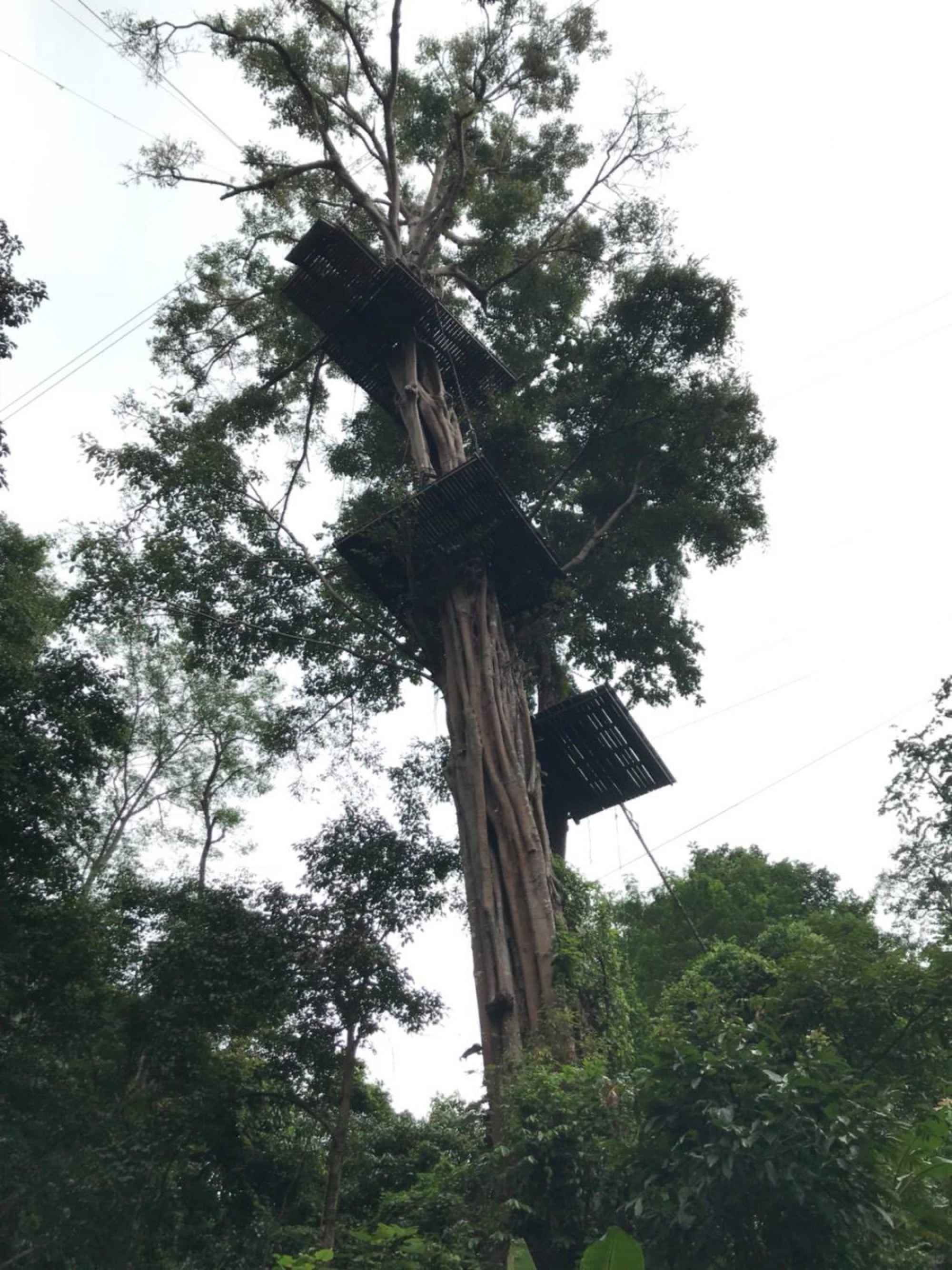 Chiang Mai zipline owner to face encroachment charges