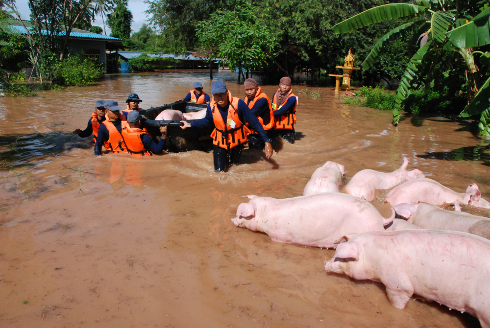 Pigs drown after river bursts banks in Phitsanulok