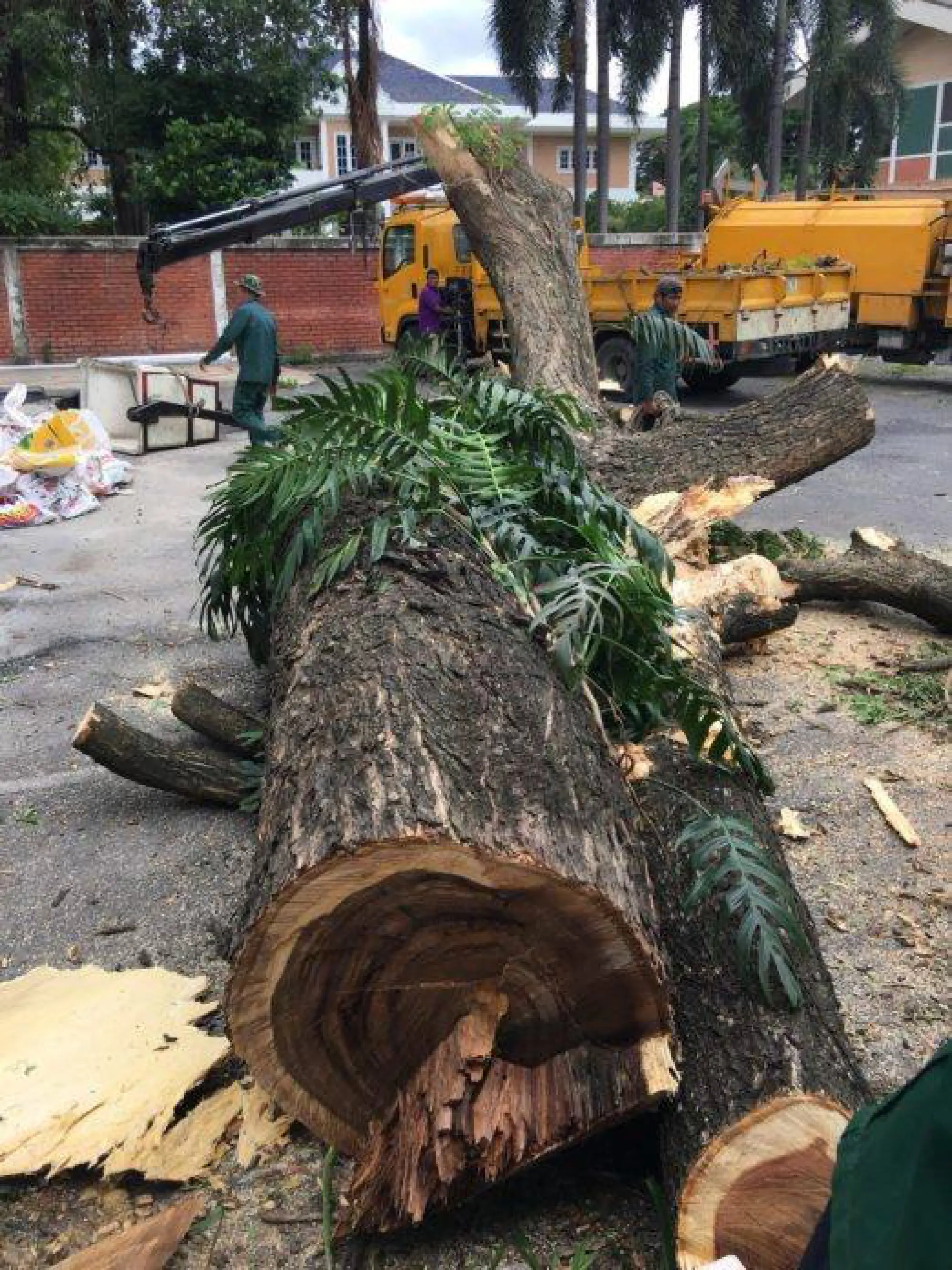 Complaint against tree felling