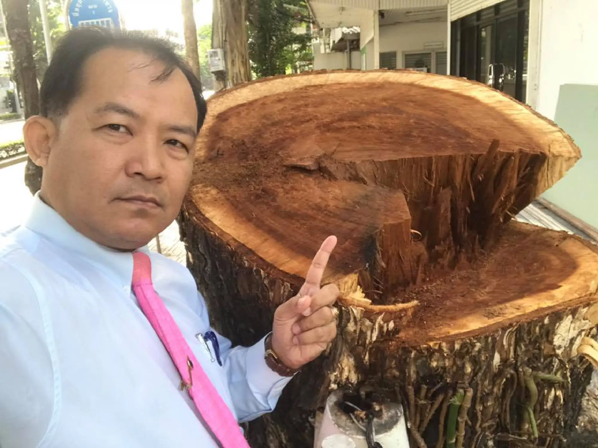 Complaint against tree felling