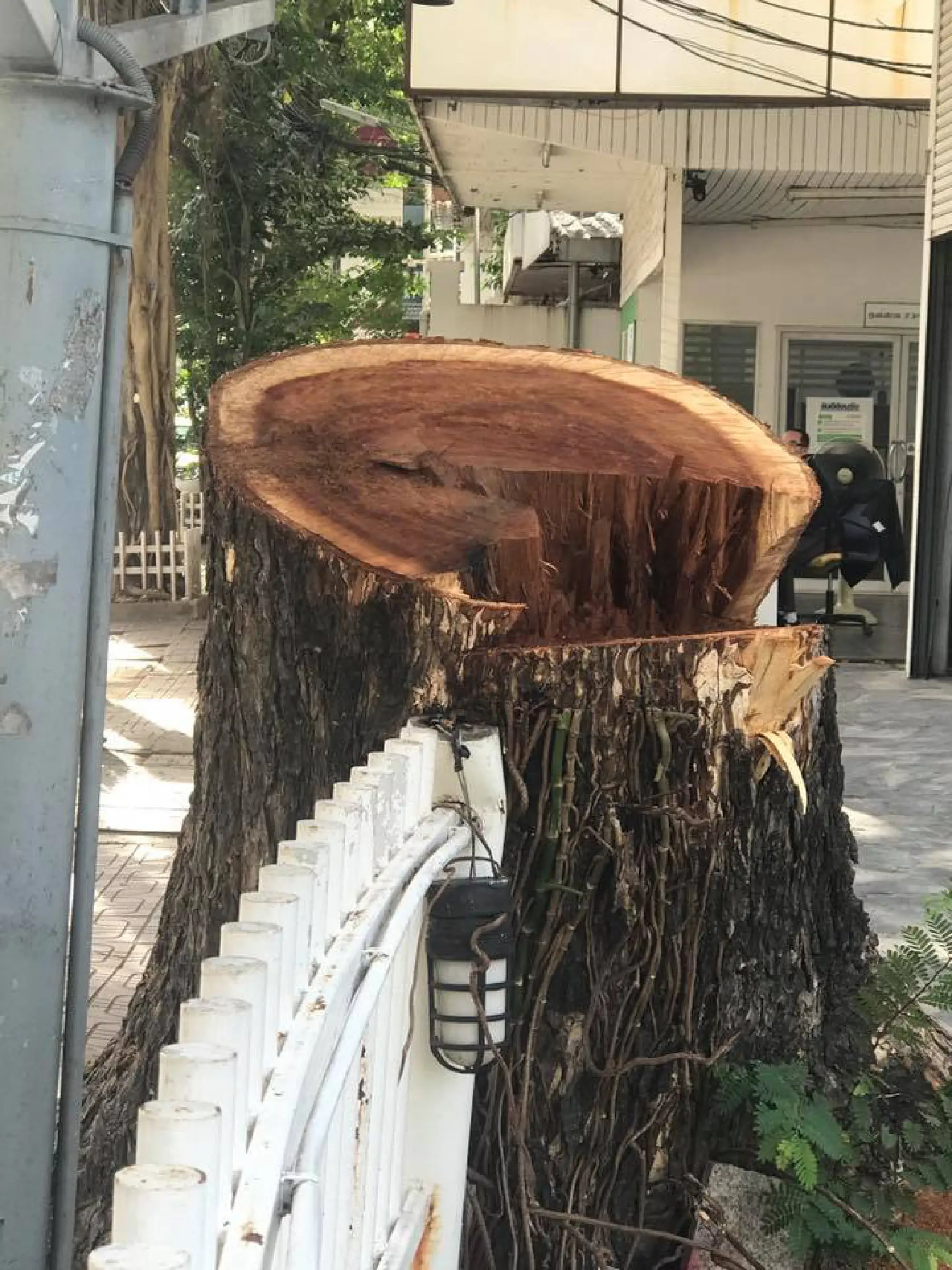 Complaint against tree felling