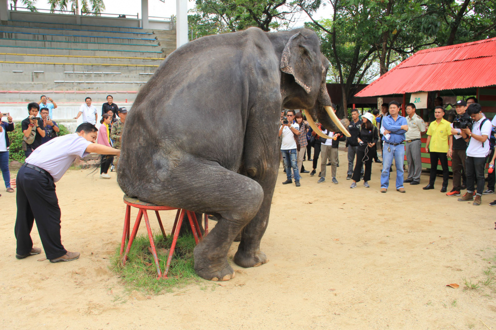 Starving Elephant