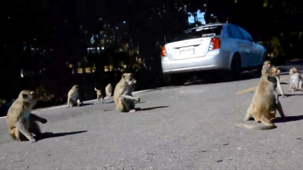 Monkeys sunbathe to stay warm in cold Amnart Charoen weather