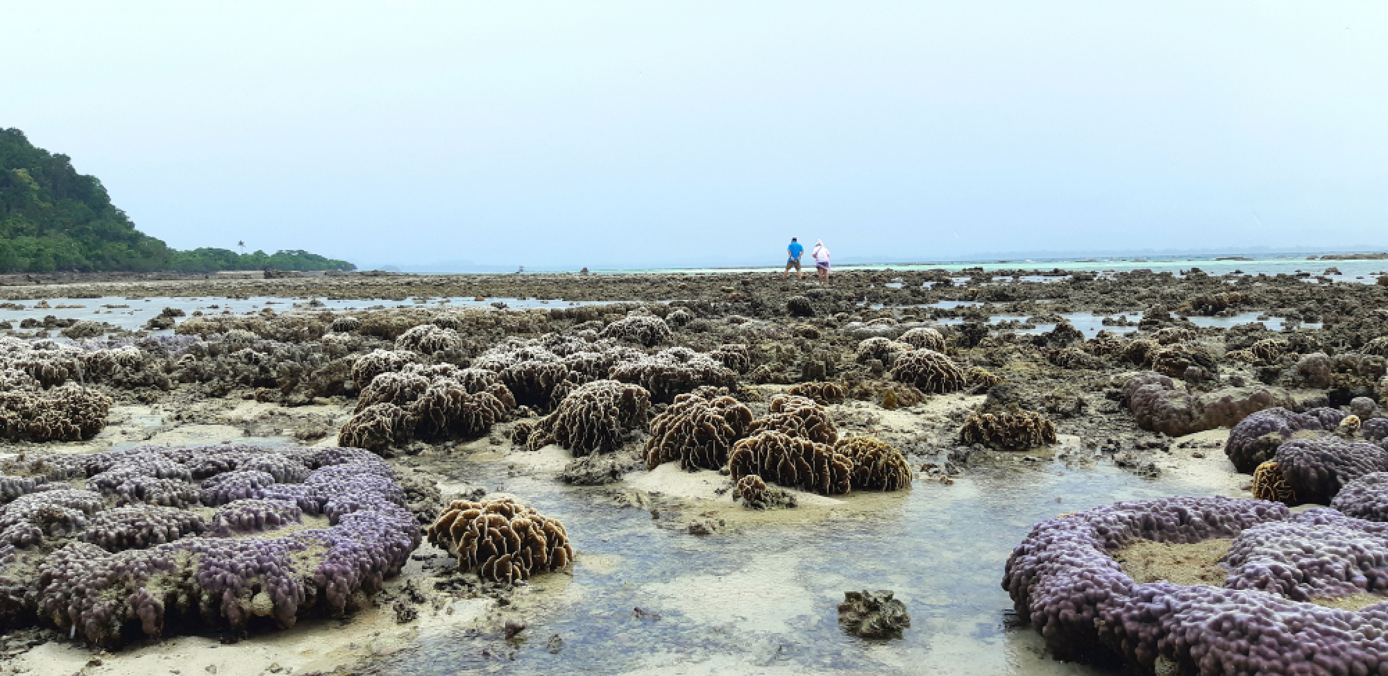 Out goes the tide, in comes a rare sighting of the beautiful seabed