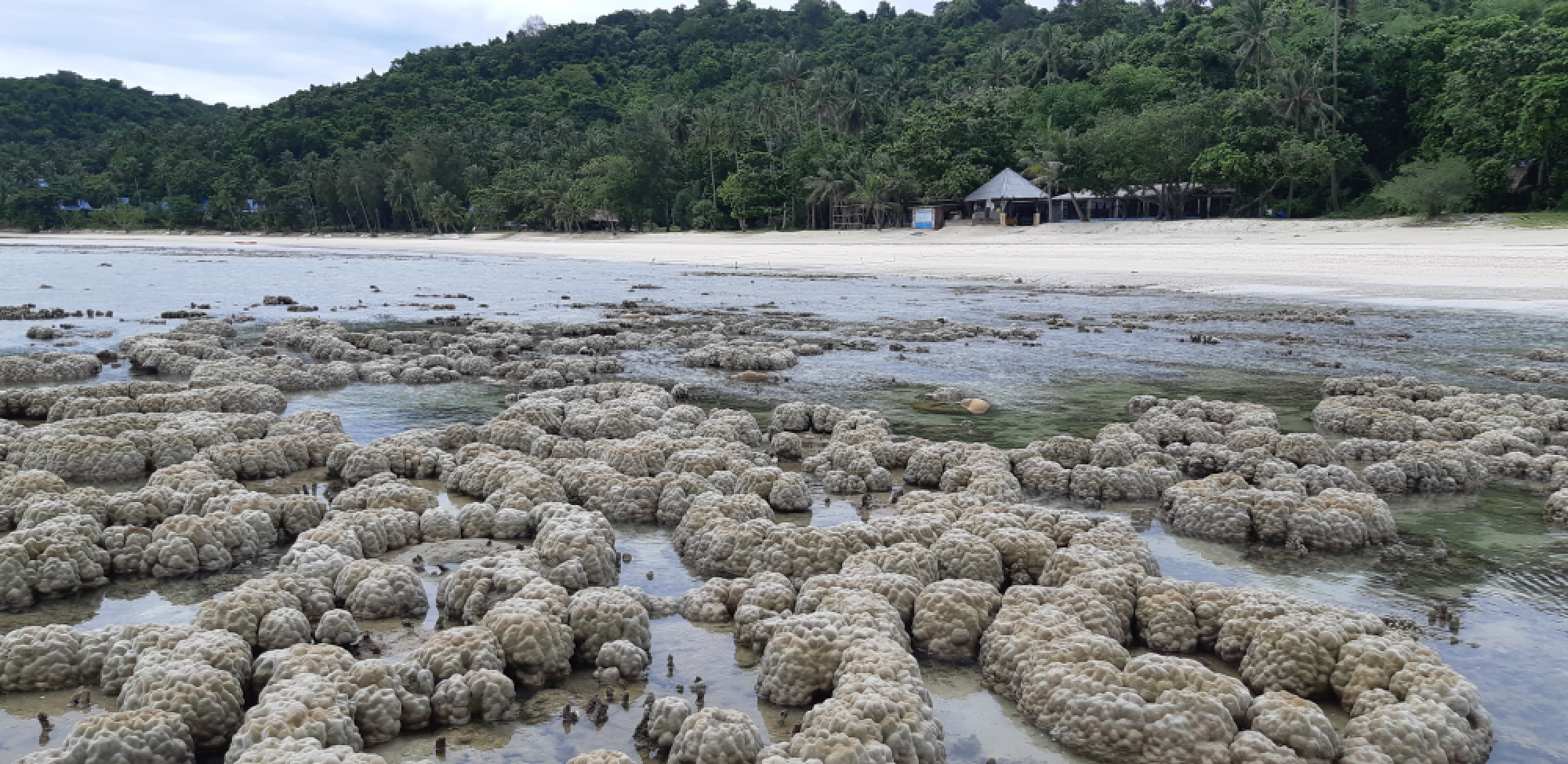 Out goes the tide, in comes a rare sighting of the beautiful seabed