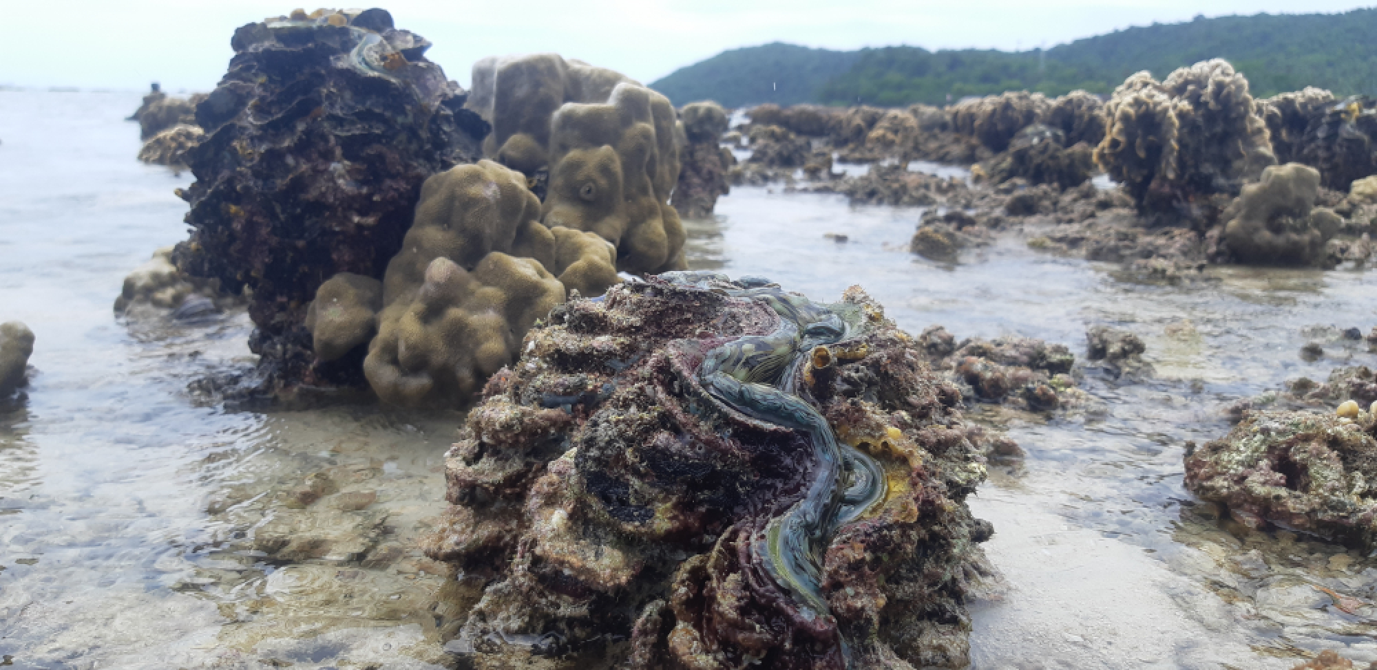 Out goes the tide, in comes a rare sighting of the beautiful seabed