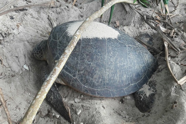 Green sea turtle exhausted after laying eggs on Miang Island