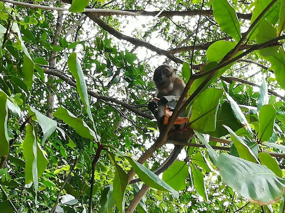 Koh Payu monkeys have a fruit feast