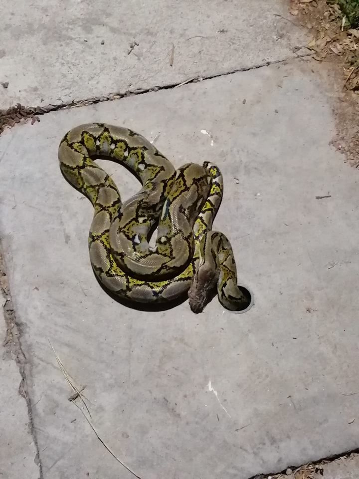 Python stuck in water drain rescued in Phuket