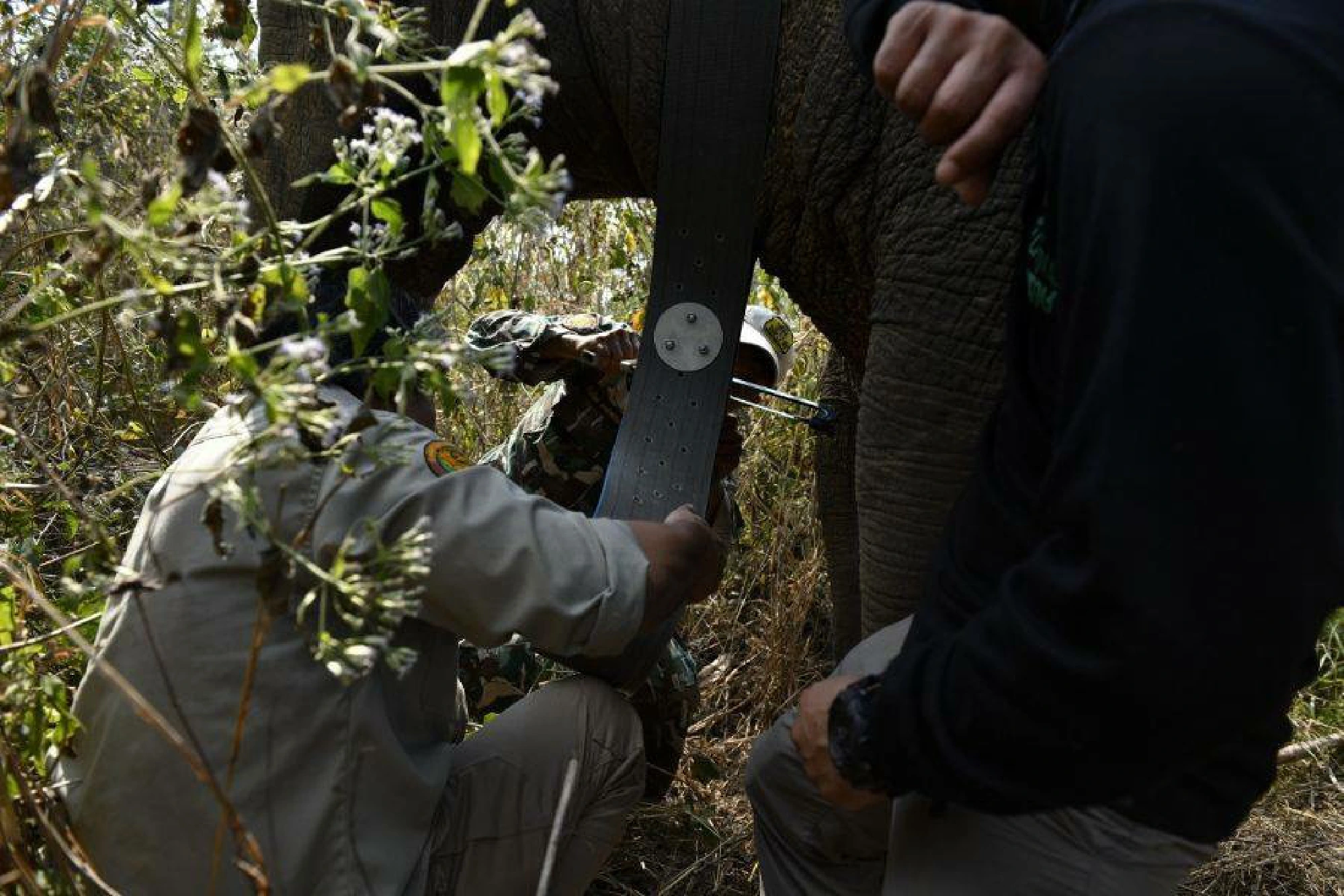 Elephants collared in move to reduce conflicts with humans