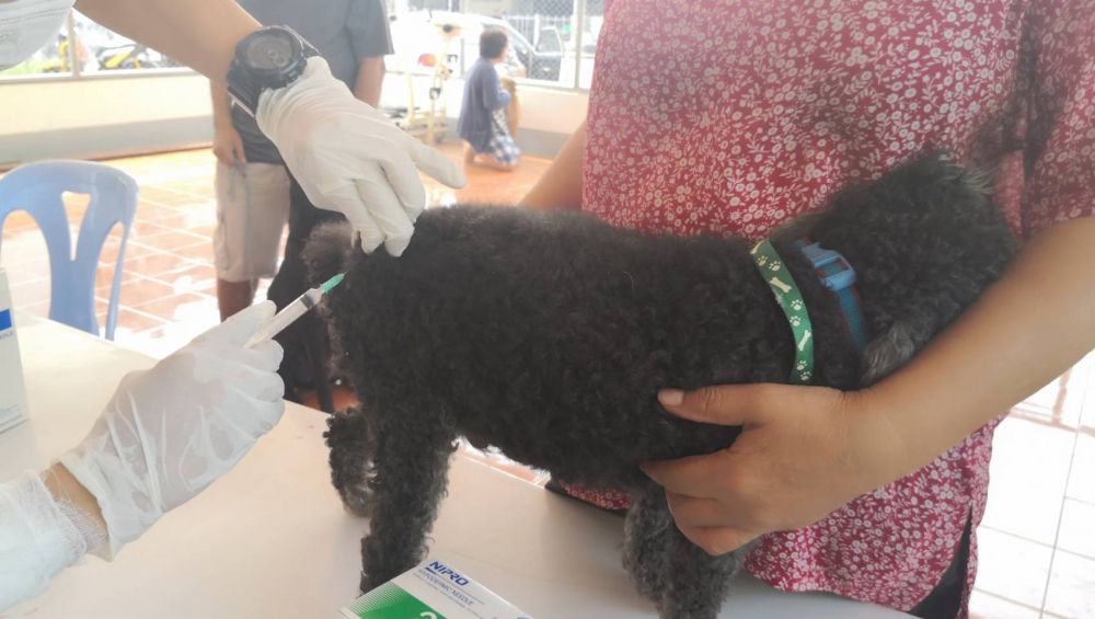 Khon Kaen district has a rabies scare