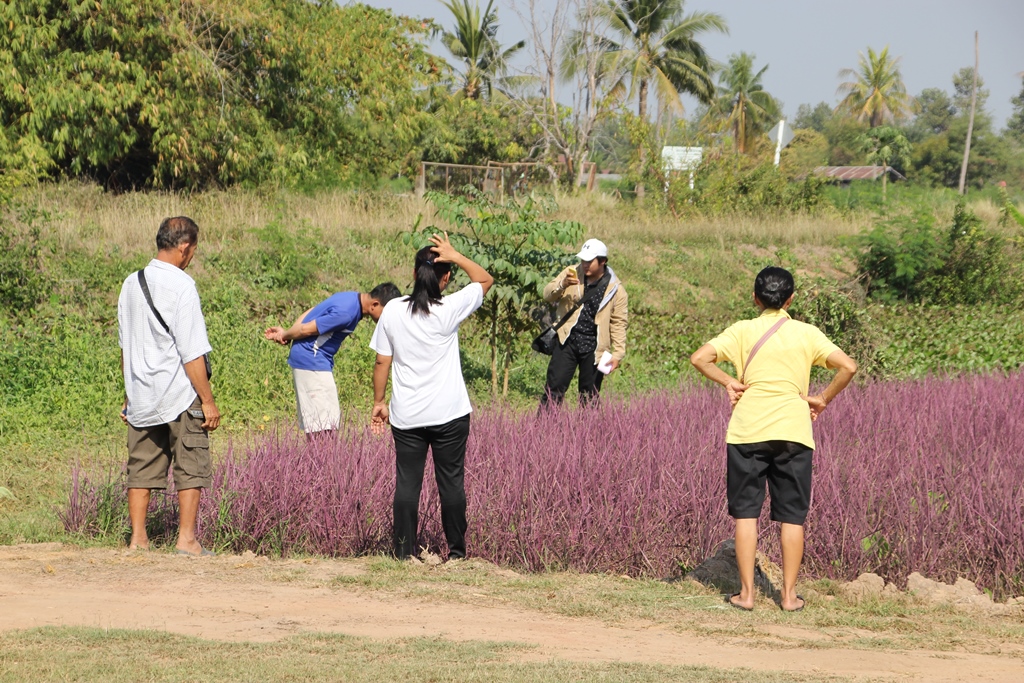 Rare ‘Pink Lady’ rice field draws visitors