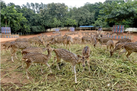 AsiaAlbum: A glimpse into Bangladesh National Zoo in Dhaka