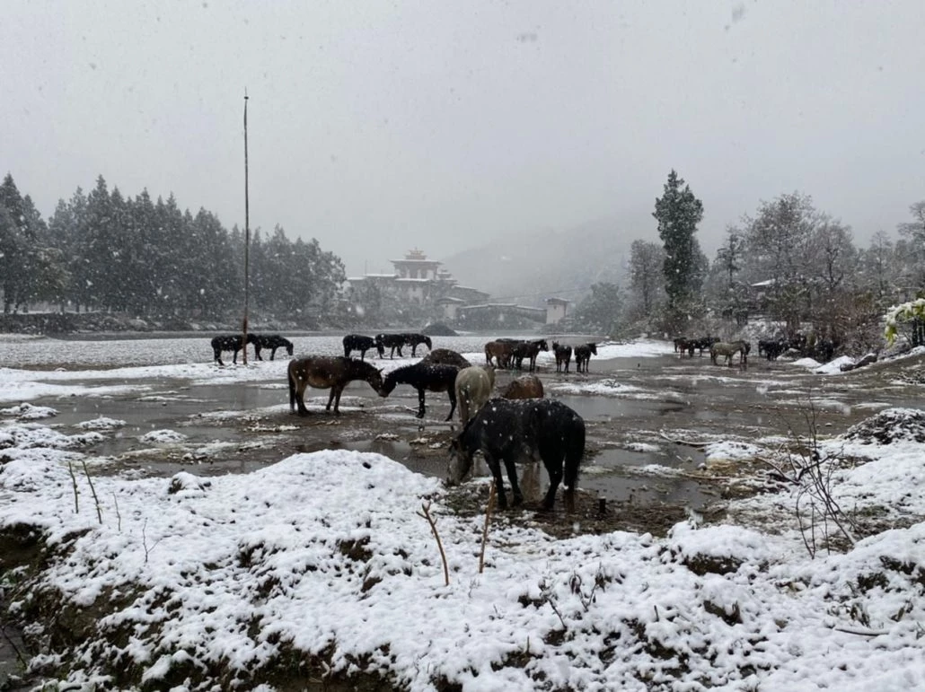 Bhutan has been witnessing heavy snowfall resulting in extremely cold ...