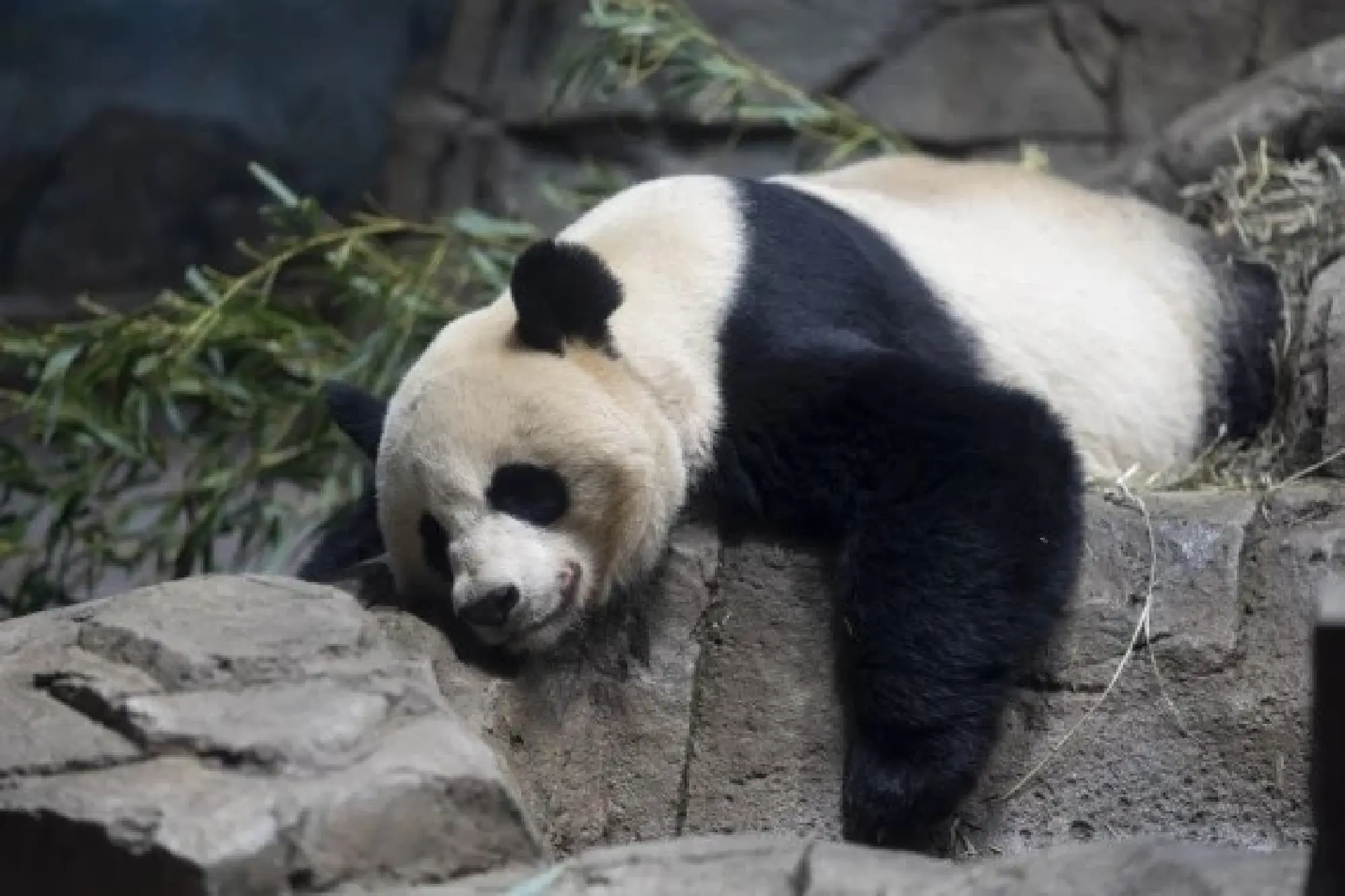 "Pandaversary" underlines 50 years of successful China-U.S ...