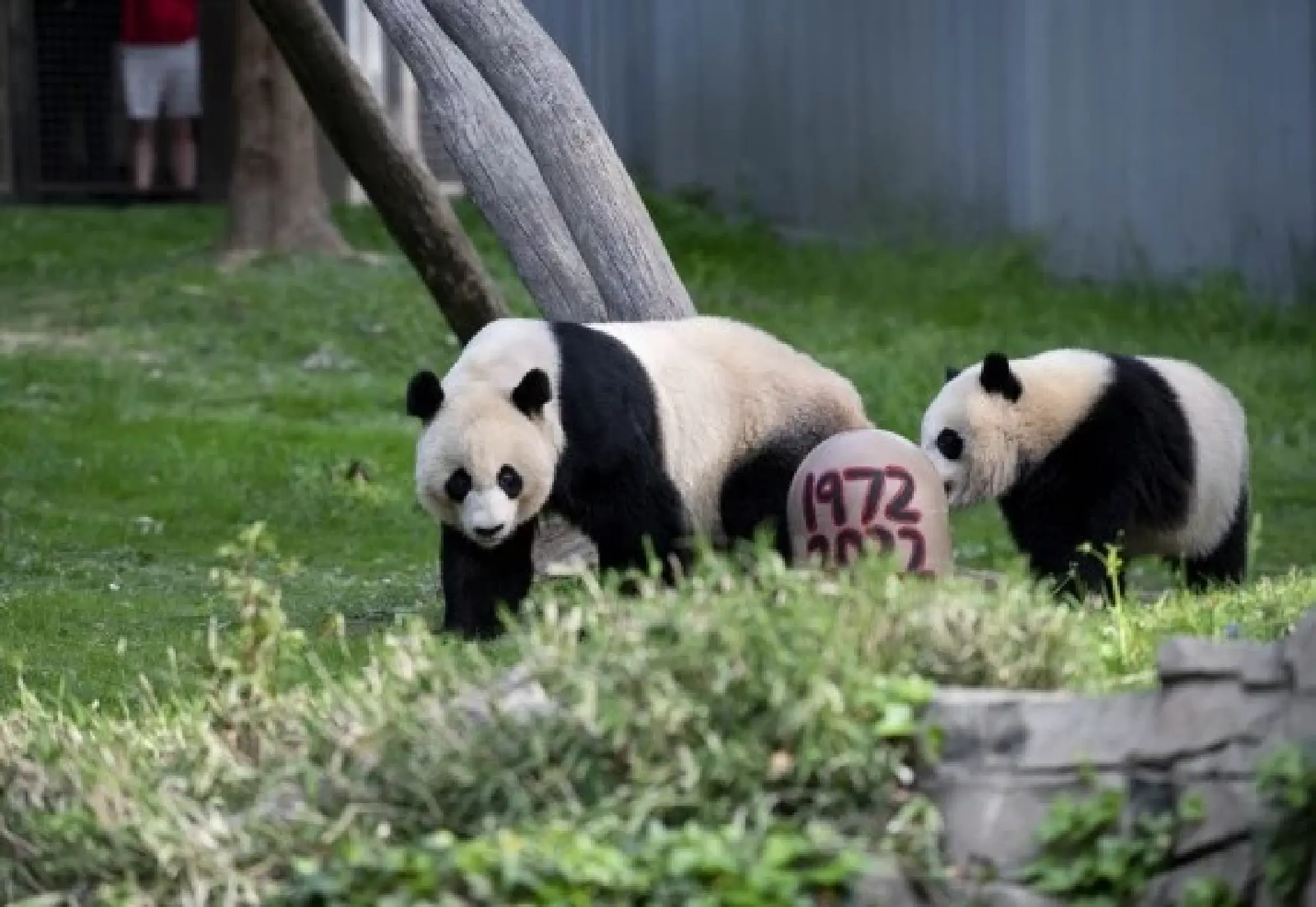 "Pandaversary" underlines 50 years of successful China-U.S ...