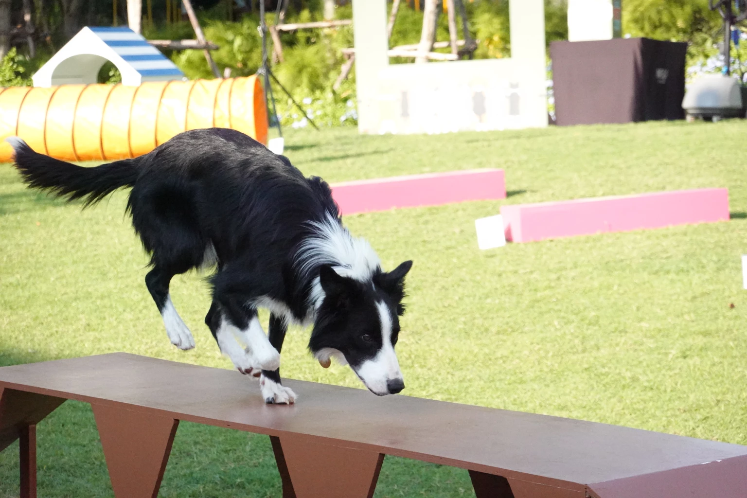 Megabangna unleashes four-legged fun with ‘School of Pets’ | SootinClaimon.Com