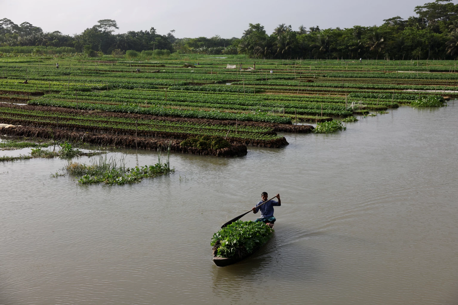 As seas and rivers rise, Bangladesh farmers revive old practice of ...