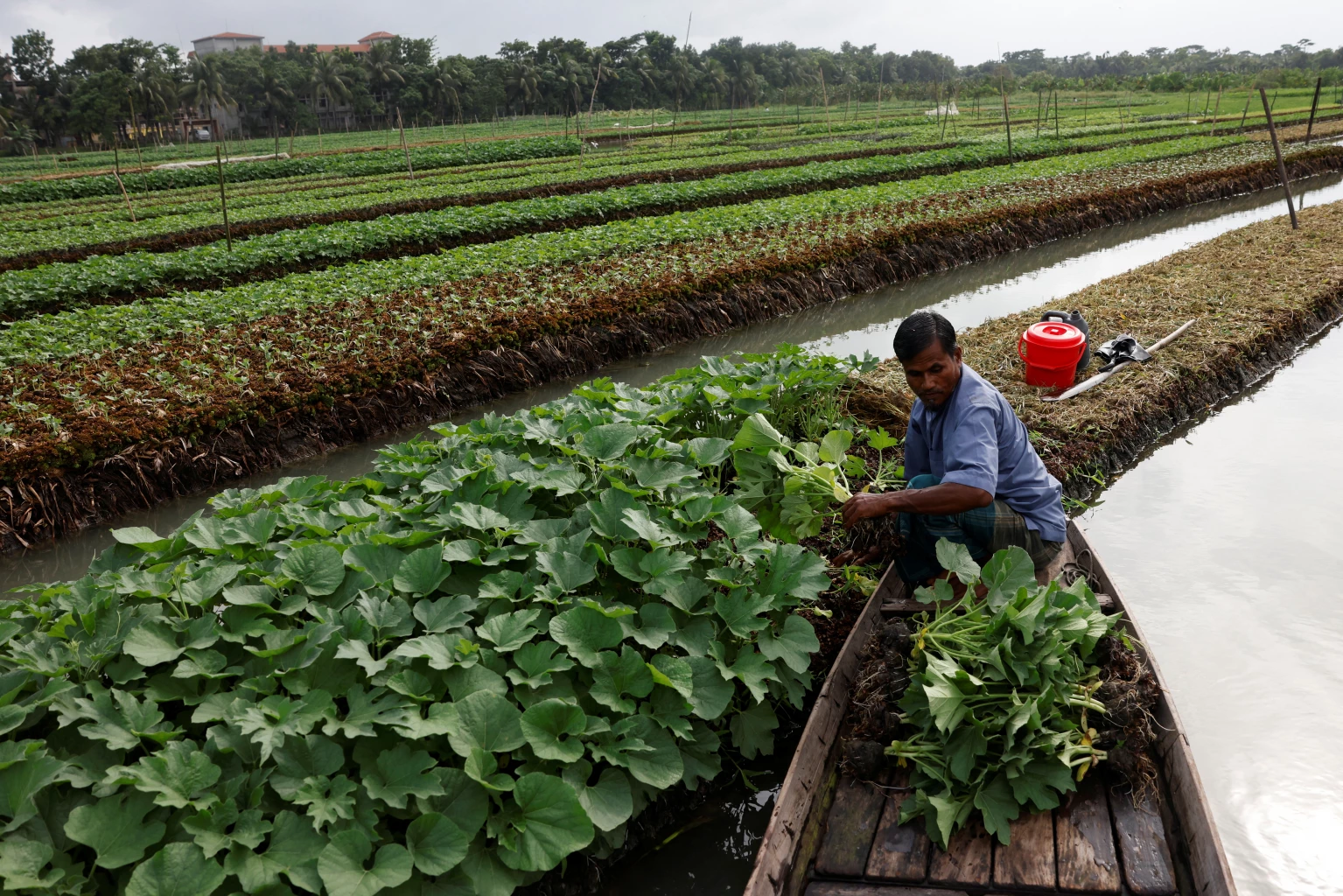 As seas and rivers rise, Bangladesh farmers revive old practice of ...
