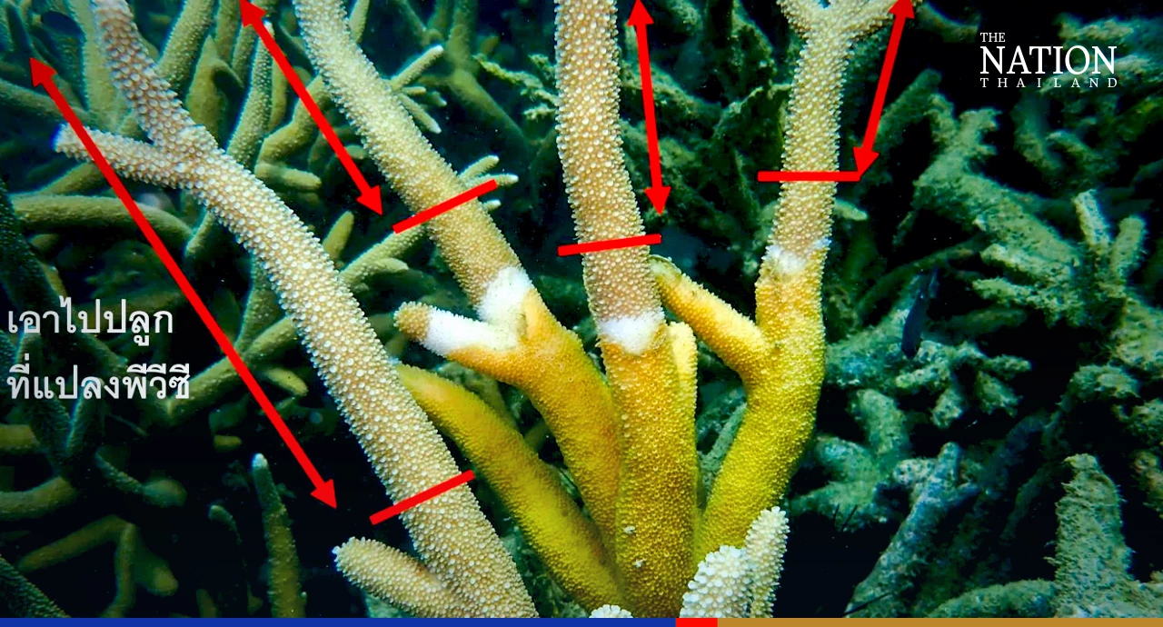 Corals around Mu Koh Samersarn hit by yellow-band disease