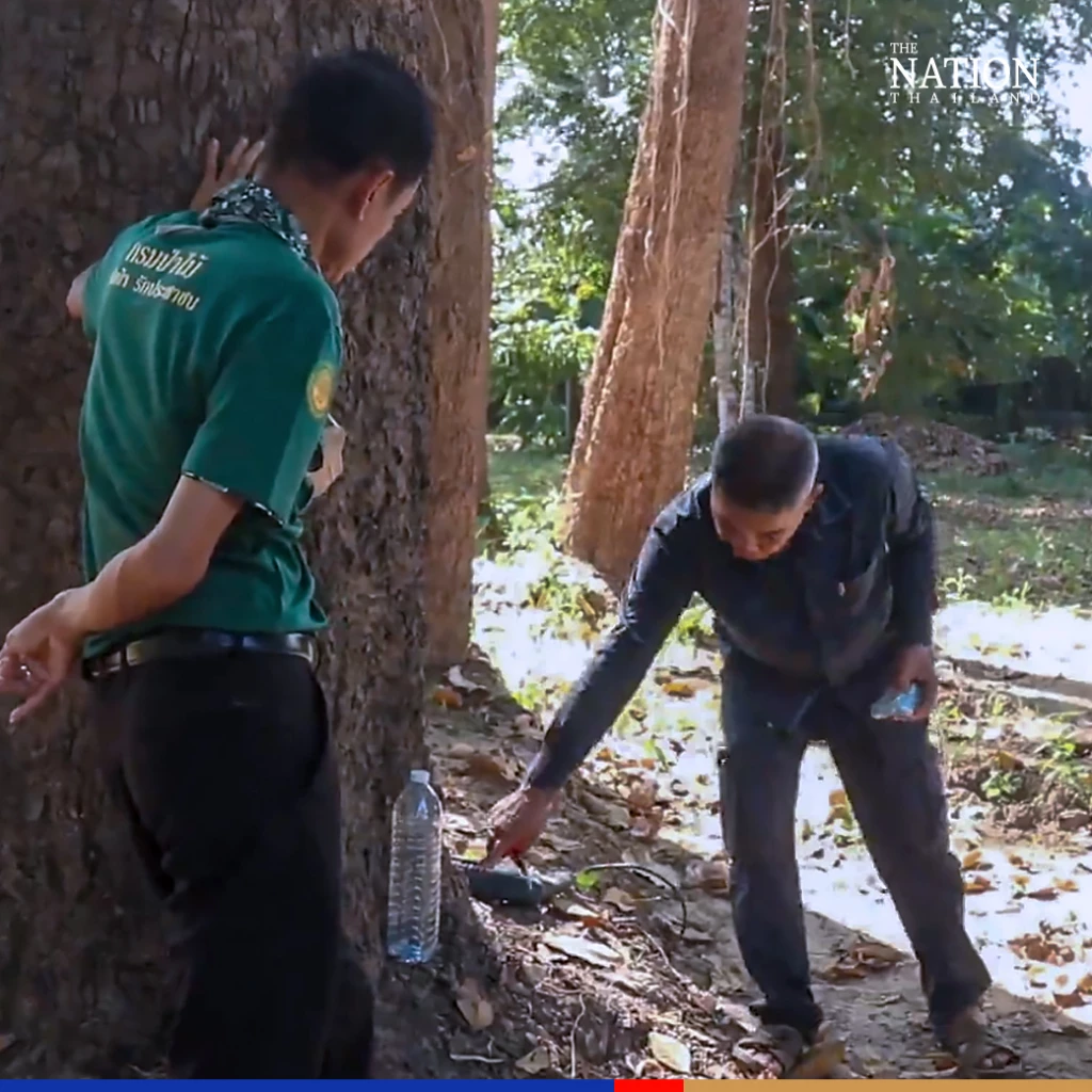 Nature’s gift: Phichit farmer taps resin trees for fuel