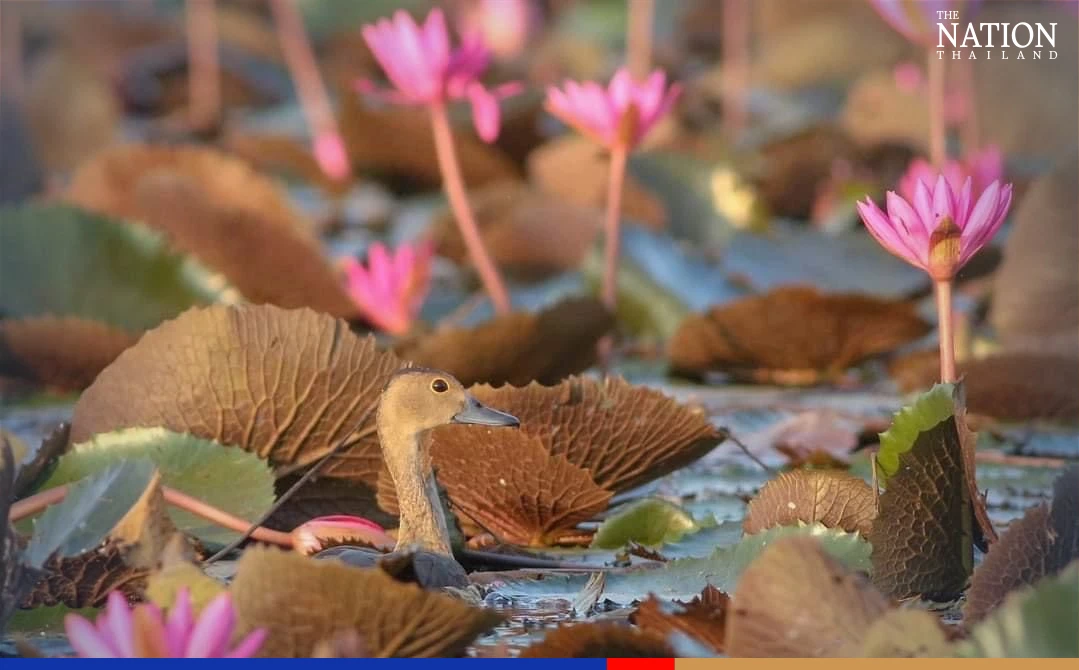 Tourists flock to Bueng Boraphet to catch a sea of beautiful lotuses