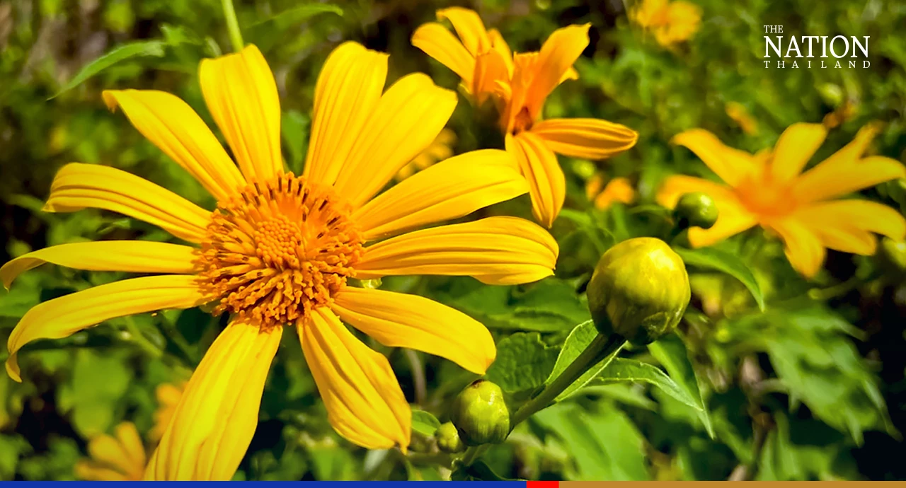 Beautiful yellow-orange sea of marigolds in Mae Hong Son beckons visitors