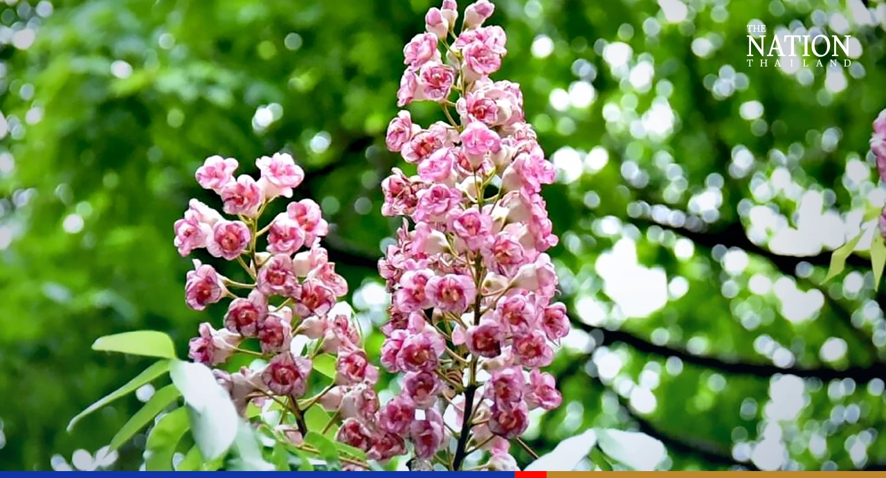 Thailand’s only Chompoo Phu Kha trees burst into bloom in Nan