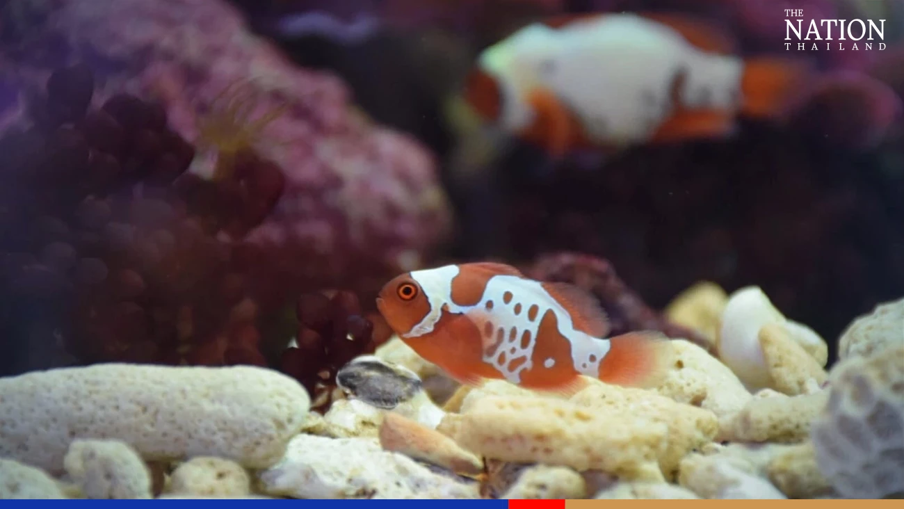 Fisheries department debuts new breed of gender-fluid clownfish