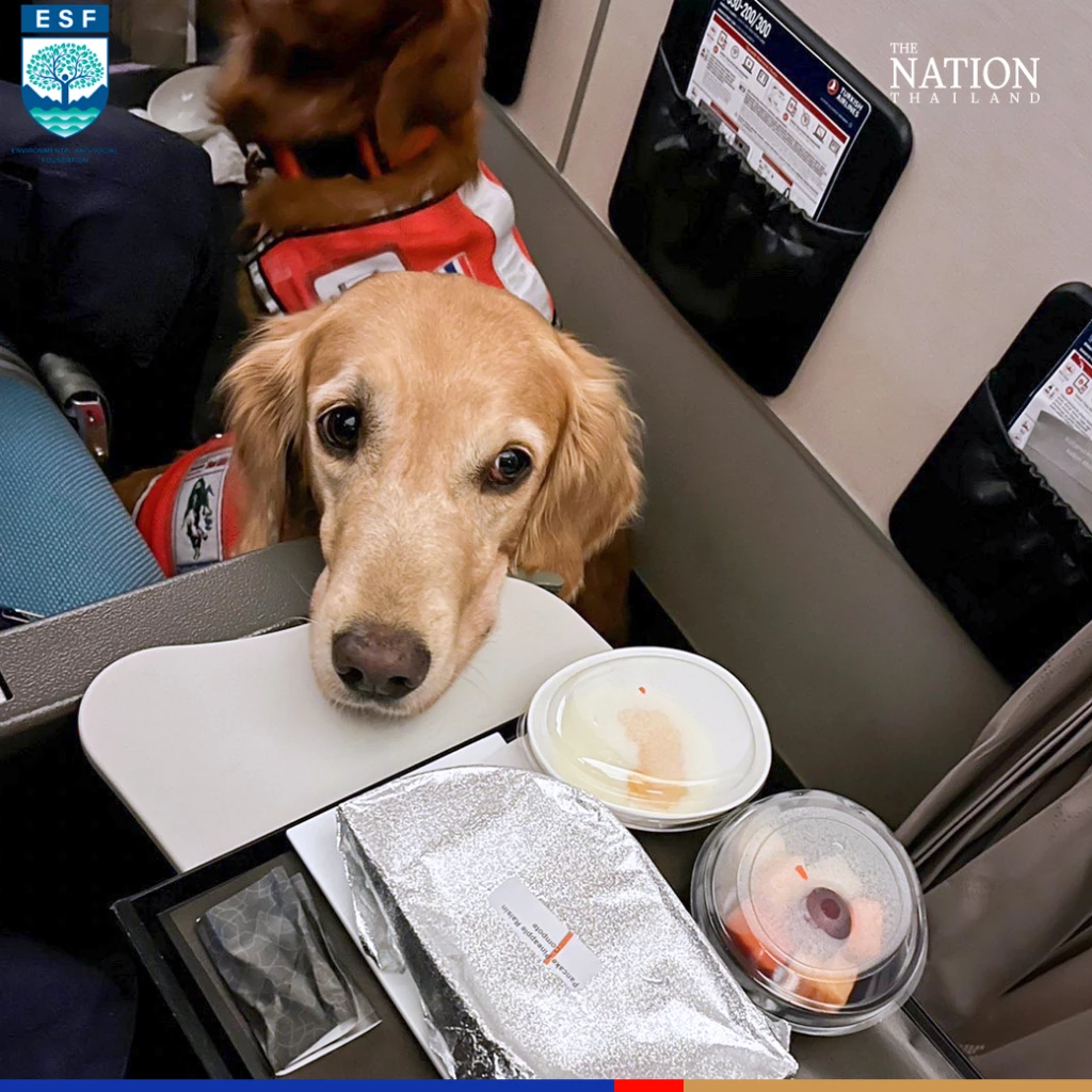 Thai sniffer dogs become stars of earthquake rescue efforts