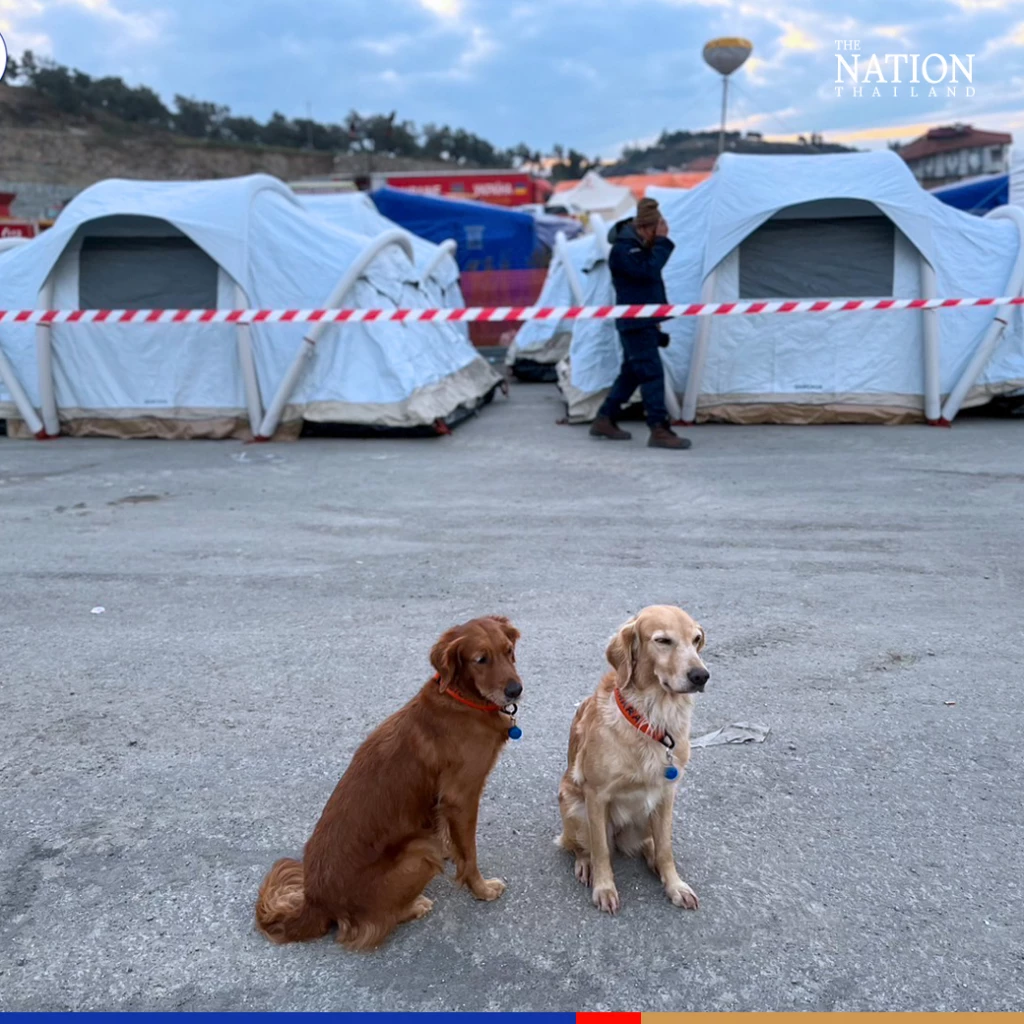 Thai sniffer dogs become stars of earthquake rescue efforts