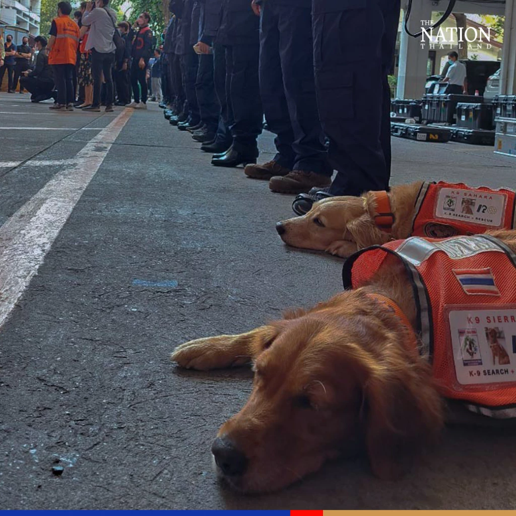 Thai sniffer dogs become stars of earthquake rescue efforts