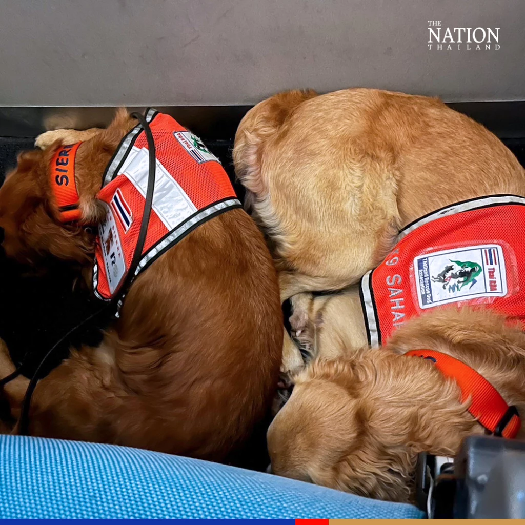 Thai sniffer dogs become stars of earthquake rescue efforts