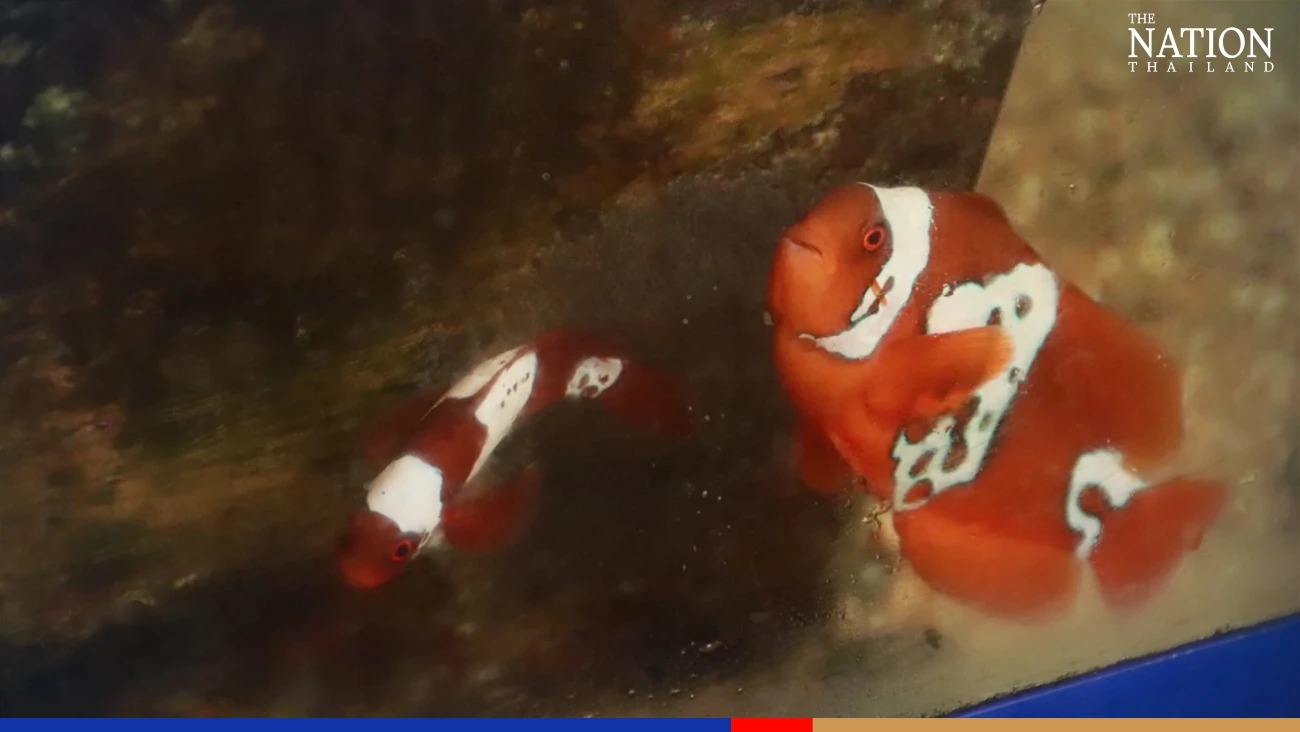 Fisheries department debuts new breed of gender-fluid clownfish