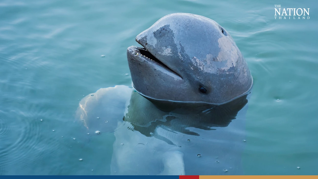 Thailand’s tourism recovery puts 4 marine species back on extinction ...