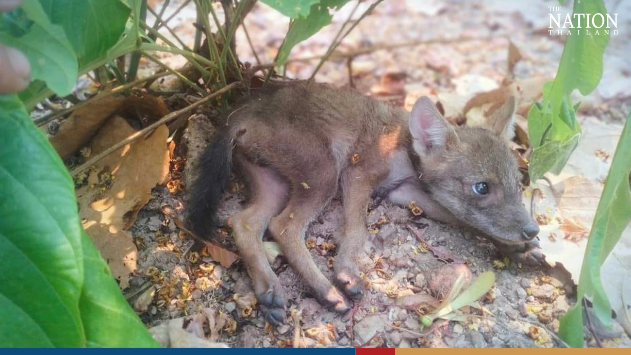 Shivering fox cubs rescued from forest fire in Lampang