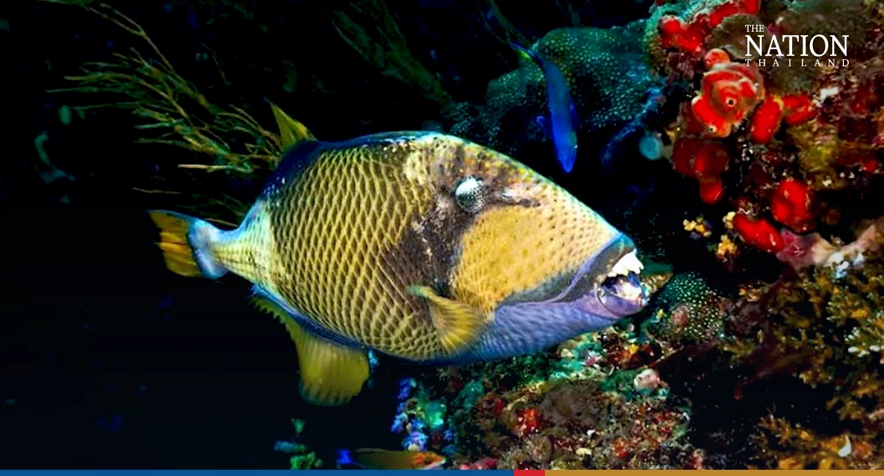 Diving instructor in hot water after hunting a triggerfish