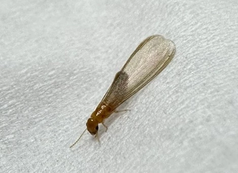 Drywood termites, pests commonly found in tropical regions, appear in Seoul