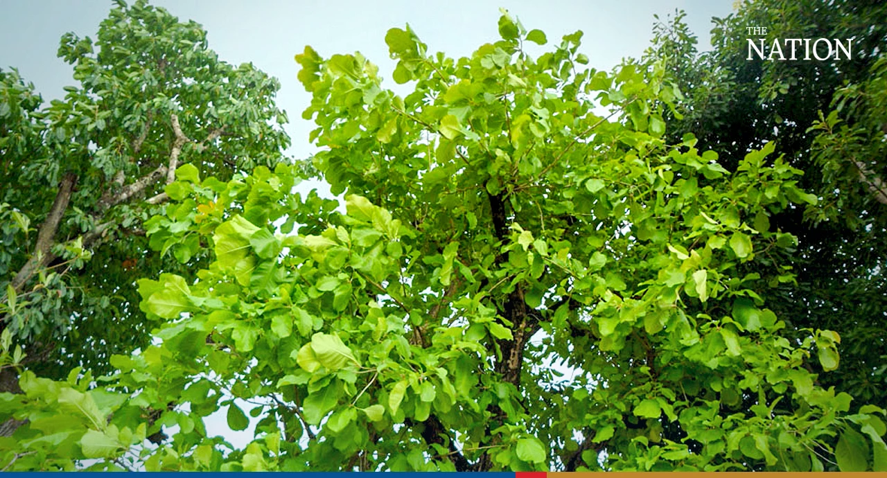 Ambitious Saudi tree-planting project 'an export opportunity for Thailand'